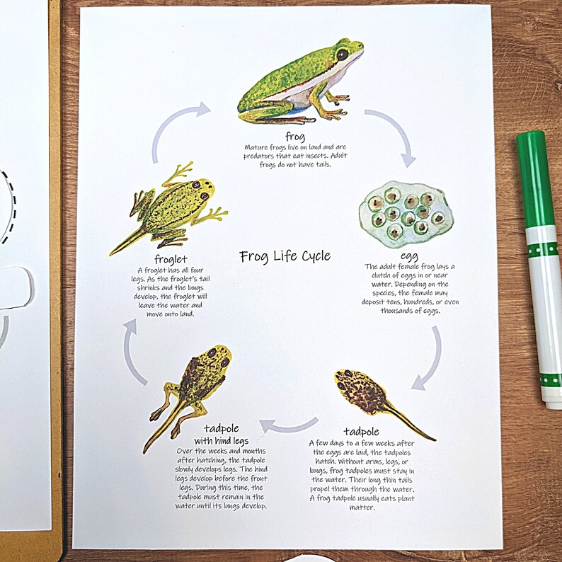 Frog Life Cycle Mini Study: Metamorphosis, Life Cycle Diagrams, Frog ...
