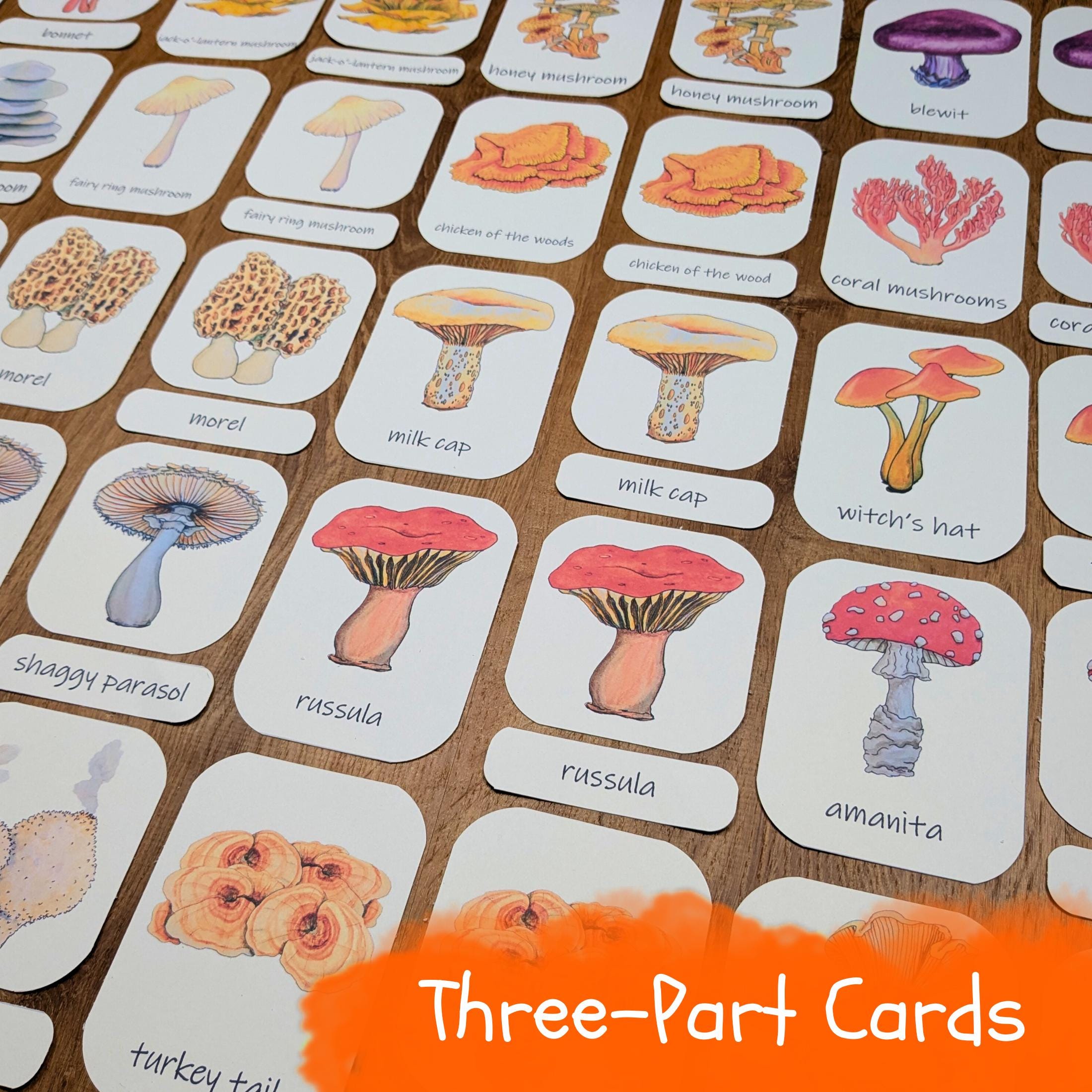Mushroom Unit: Fungi Anatomy & Life Cycle Printables (PDF Download) - Etsy