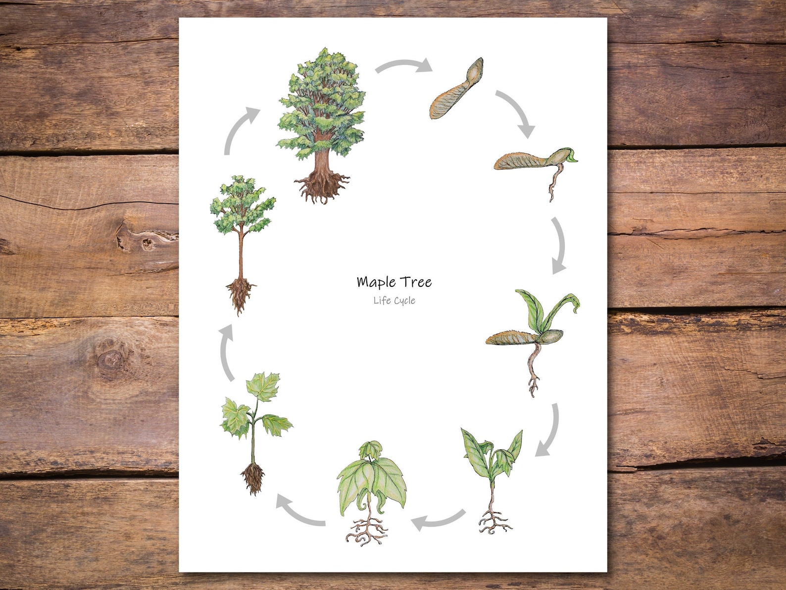 Maple Tree Life Cycle Poster: Printable Classroom Poster, Homeschool ...