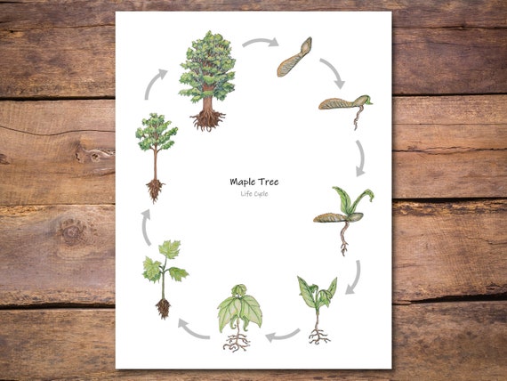 Maple Tree Life Cycle Poster: Printable Classroom Poster - Etsy UK