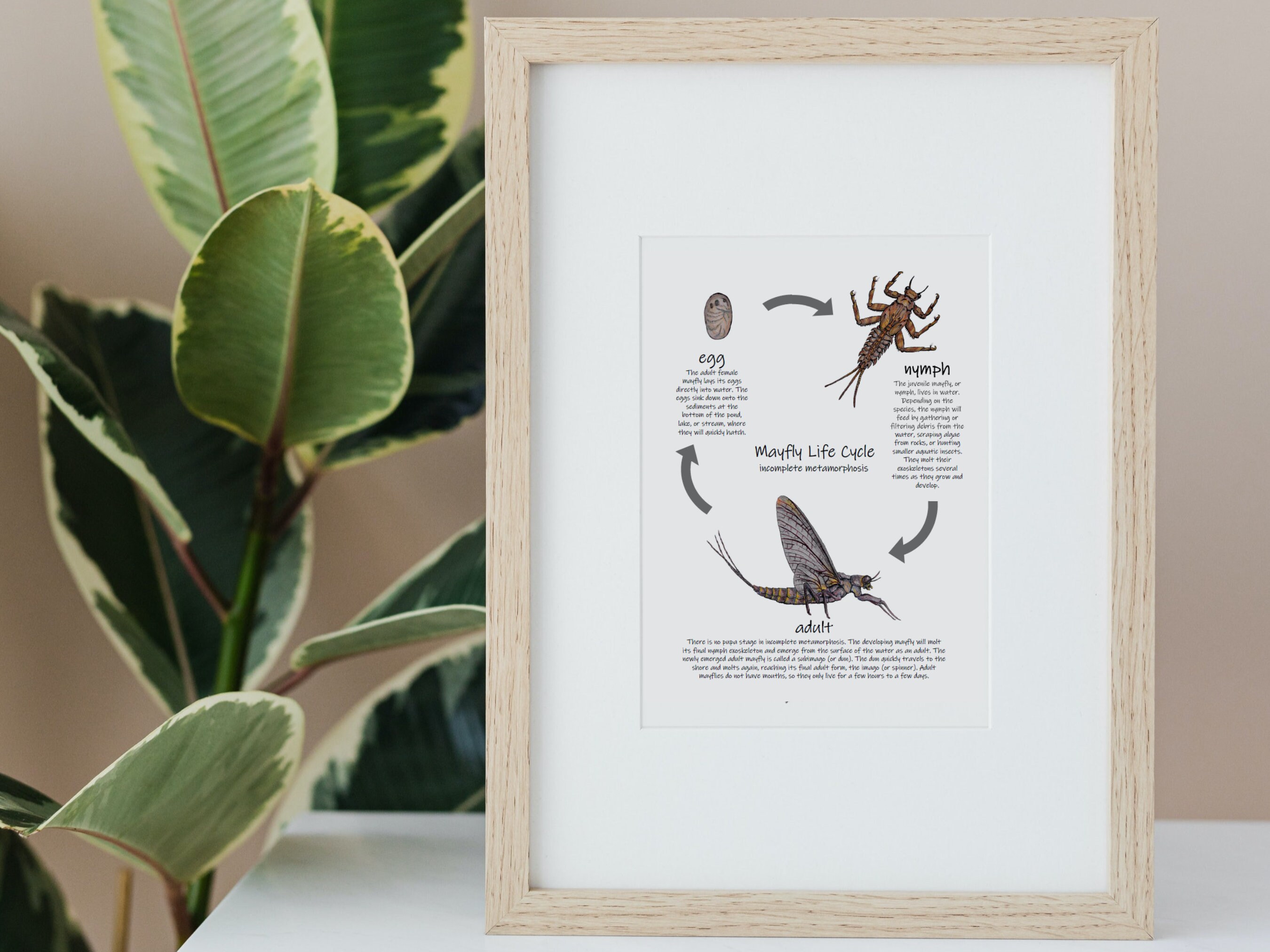 Mayfly Life Cycle Poster: Insect Metamorphosis! Printable Biology ...