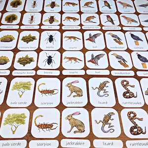 Desert Animals & Plants Mini Study: Handouts, Flashcards, Food Web ...