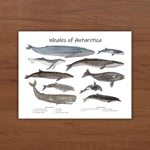 Whales Mini Study: Life Cycle, Anatomy, and Types of Whales - Printable ...