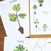 Maple Tree Life Cycle Mini Study: Tree Life Cycle Worksheet, Classroom ...