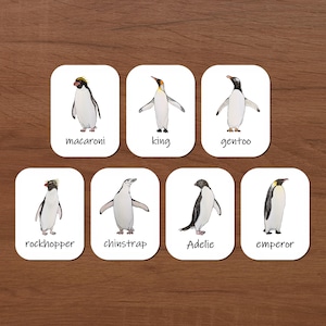 Penguin Three-part Cards: Printable Nomenclature Flashcards With ...