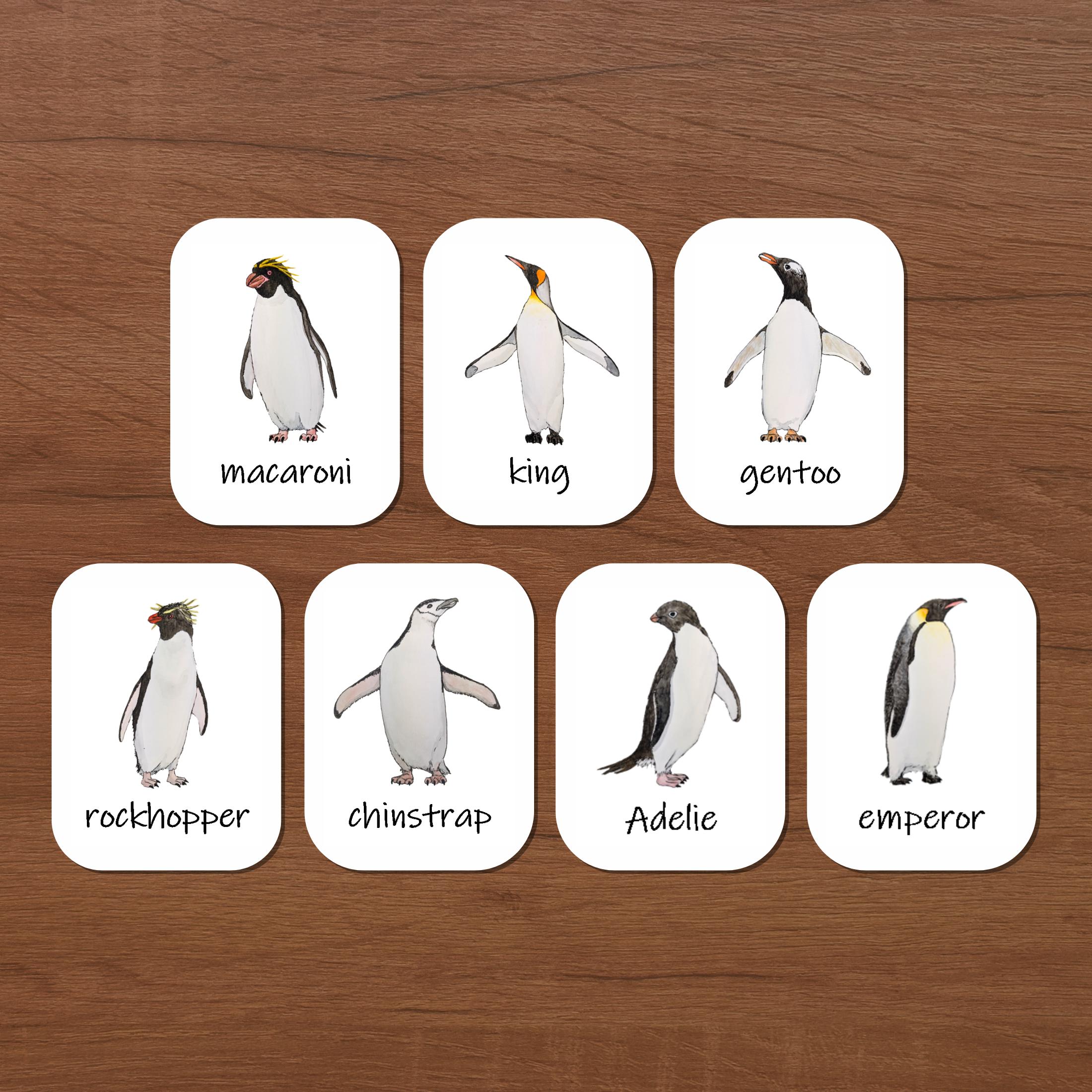 Penguin Flashcards: Watercolor Nomenclature Cards (PDF Download) - Etsy