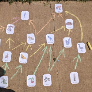 Food Webs Unit: Ecology Activities, Worksheets, & Printables (PDF ...