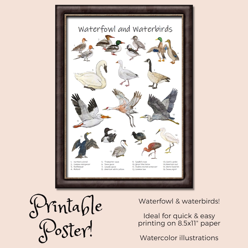 Waterbirds and Waterfowl Poster: Watercolor Bird Print, Classroom ...