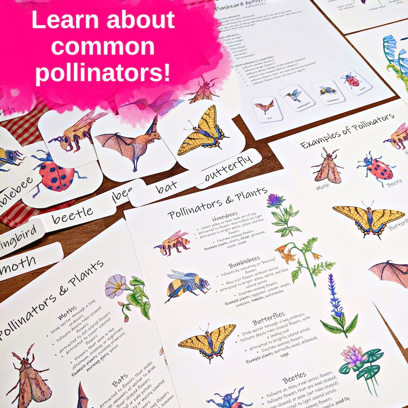 Pollination Unit: Activities, Lesson Plan, and Classroom Materials ...