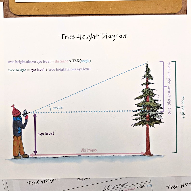 Trees And Trigonometry Calculate Tree Height Using Math Angles Lesson Plan Homeschool Math