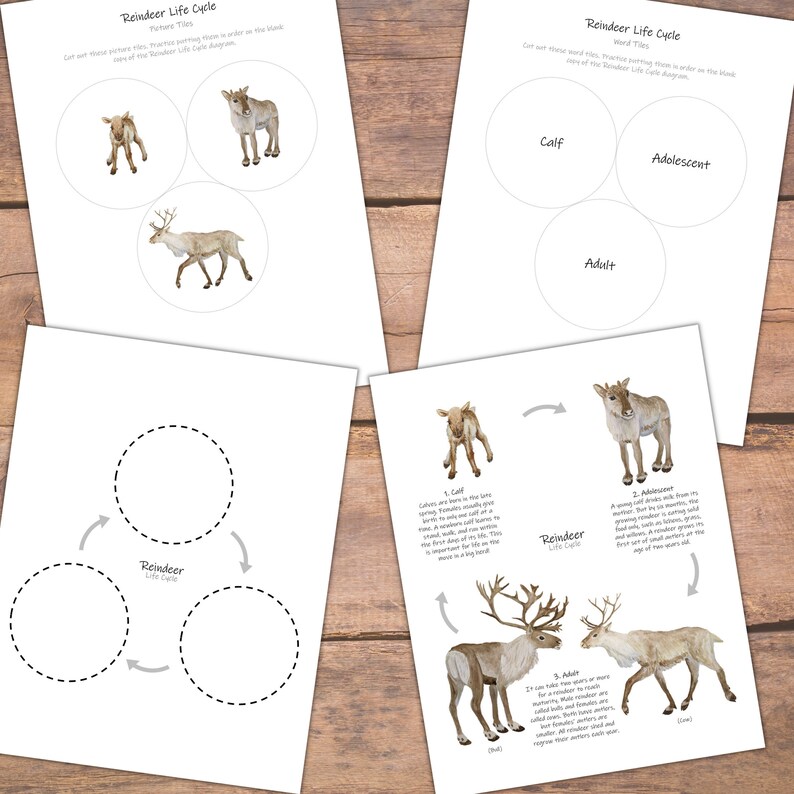 Reindeer Study: Printable Life Cycle and Anatomy Diagrams - Great ...