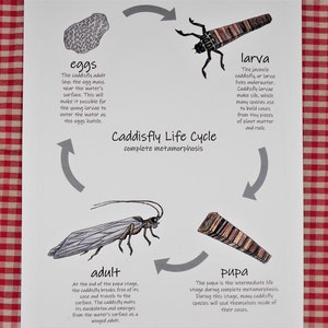Aquatic Insects: Mini Study - Homeschool Ecology Activities for the ...