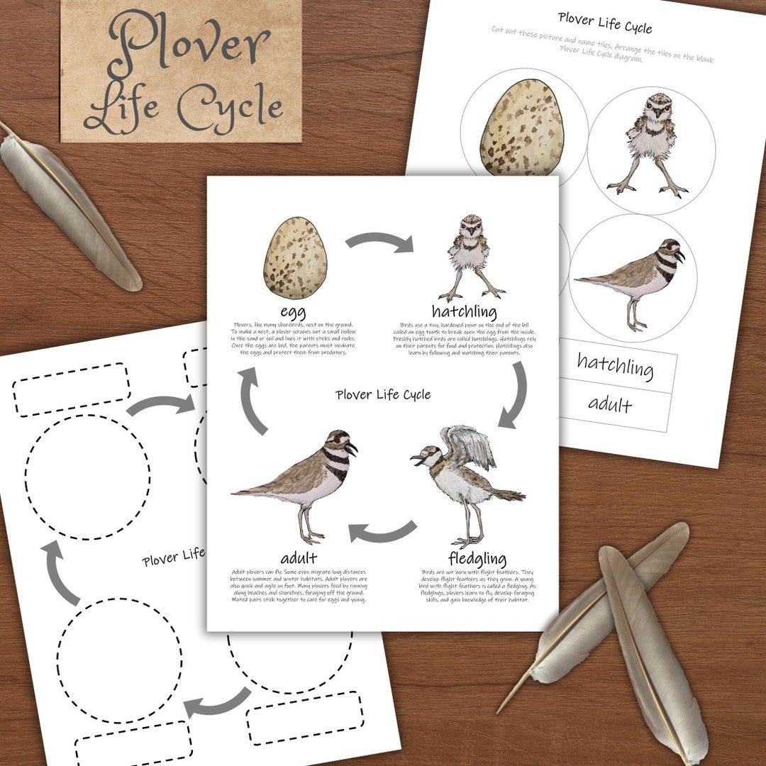 Plover Life Cycle: Labeled and Unlabeled Diagrams Plus Word Bank ...