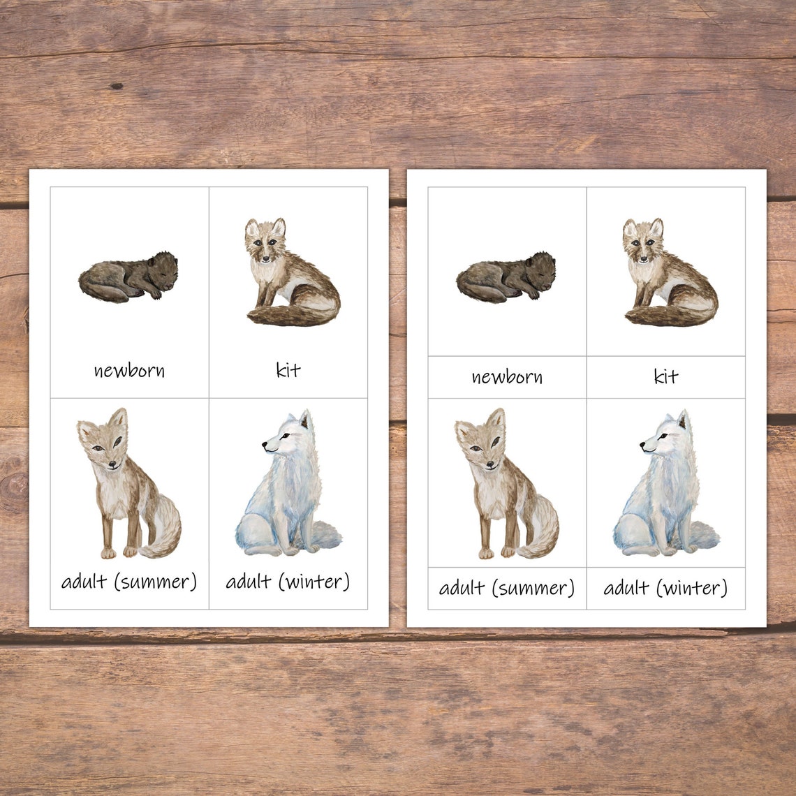 Arctic Fox Mini Study: Life Cycle and Anatomy, Lesson Plan, Winter ...