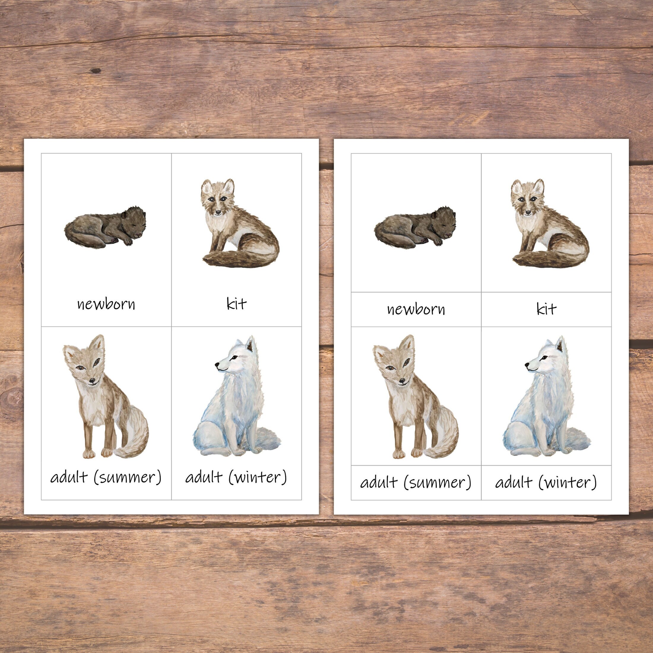 Arctic Fox Mini Study: Life Cycle and Anatomy, Lesson Plan, Winter ...