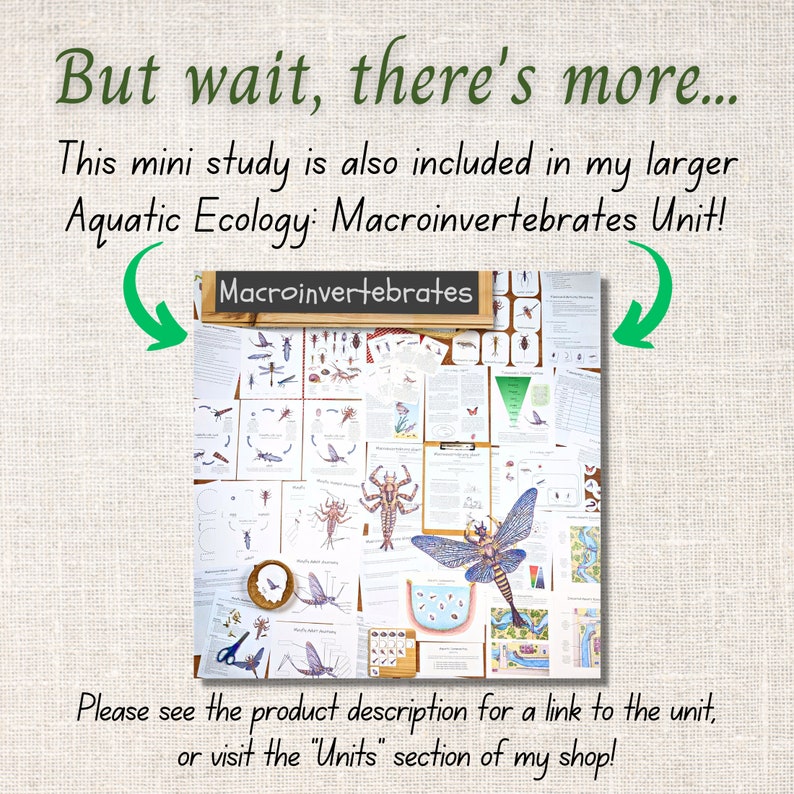Aquatic Macroinvertebrates Mini Study: Classroom Printables (PDF ...