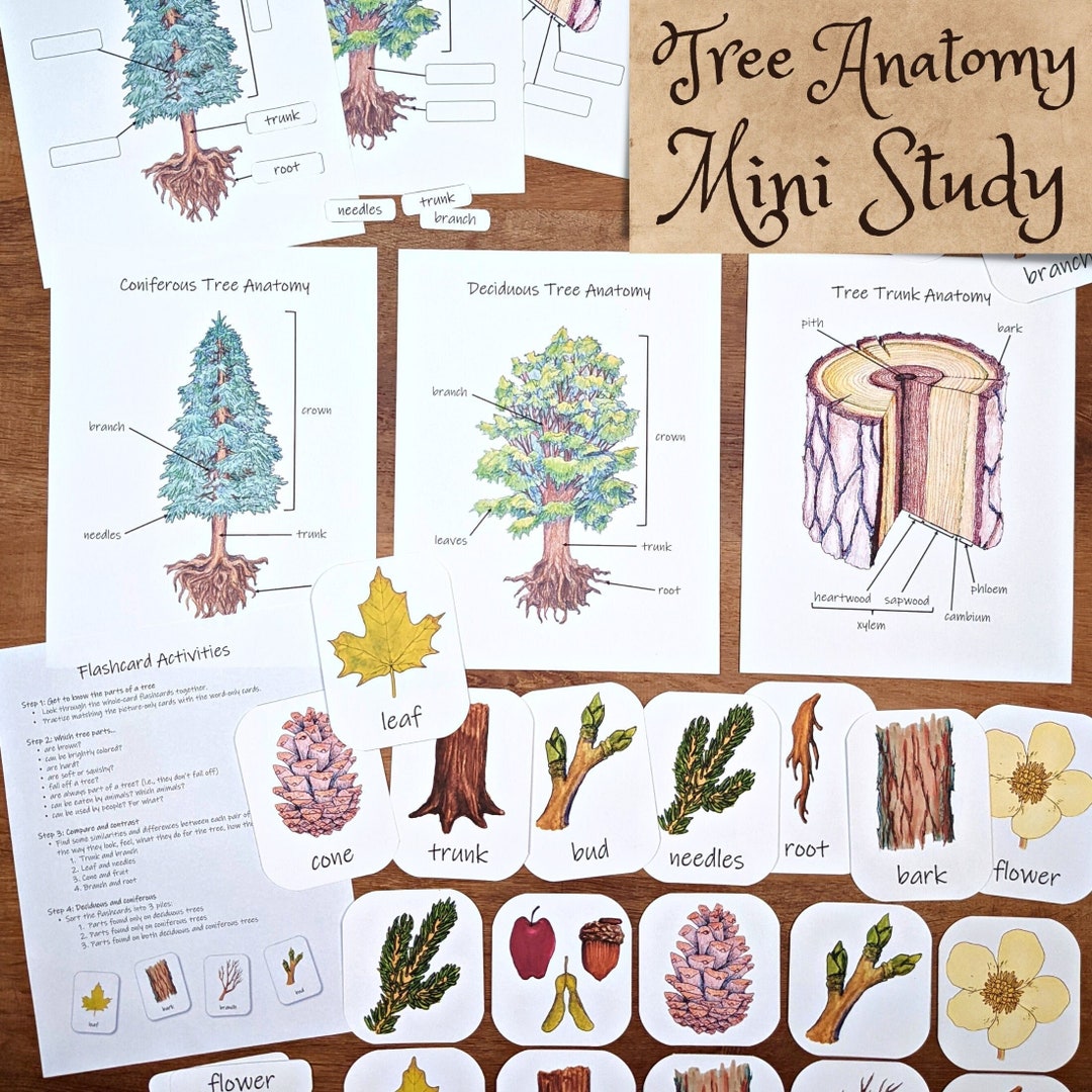 Tree Anatomy Study: Printable Posters & Flashcards (PDF Download) - Etsy