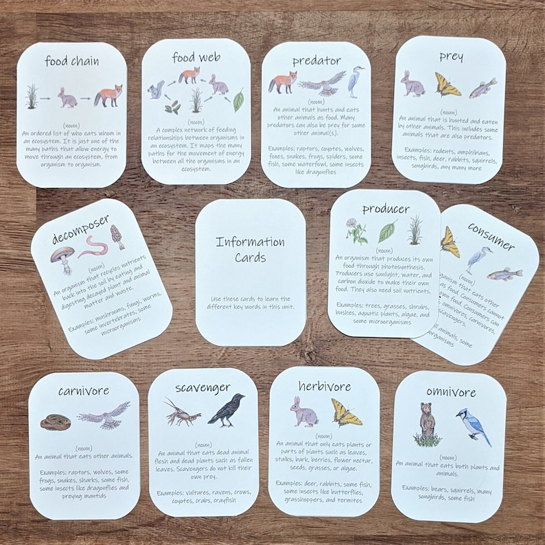 Food Webs Unit: Ecology Activities, Worksheets, & Printables (PDF ...