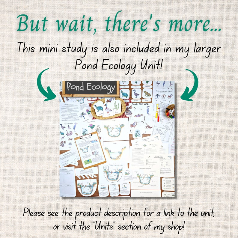 Pond Ecosystem Mini Study: Science Activities, Worksheets for Classroom ...
