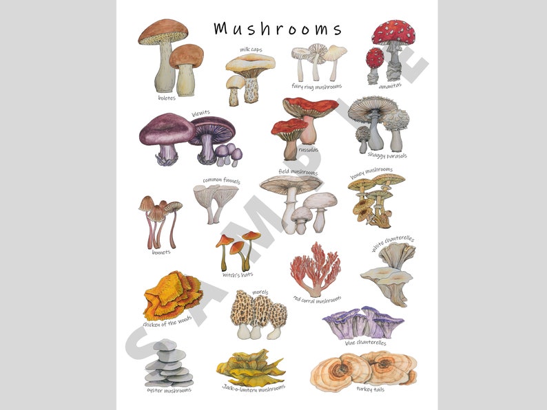 Mushrooms Poster: 20 Amazing Mushrooms & Fungi Mycology - Etsy