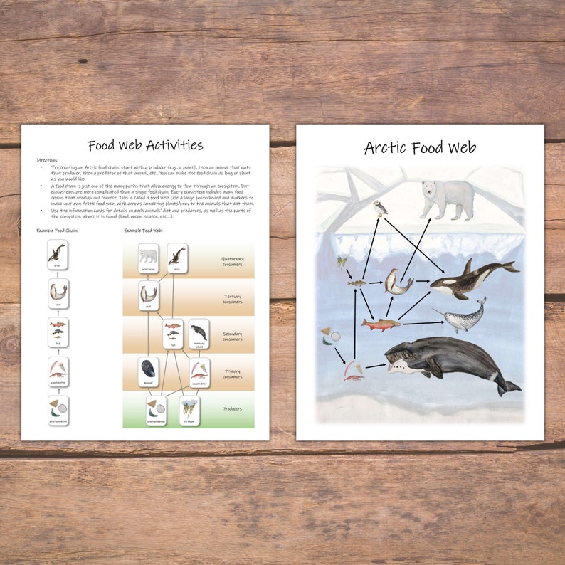 Arctic Food Web Mini Study: Homeschool Unit, Science Activities, Winter ...