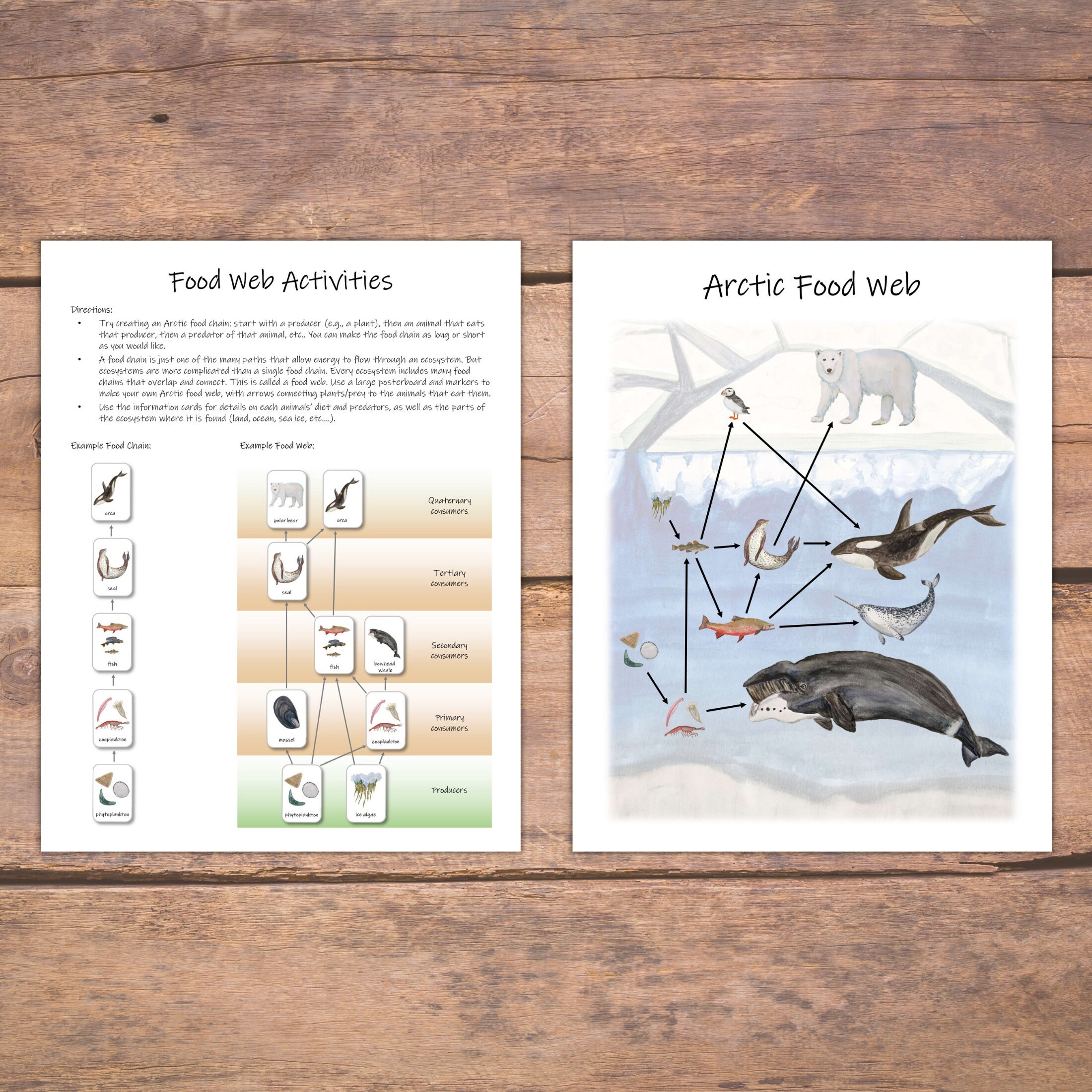 Arctic Food Web Mini Study: Homeschool Unit, Science Activities, Winter ...
