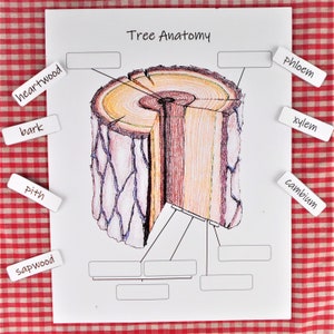 Tree Anatomy Mini Study: With Printable Classroom Posters, Parts of a ...
