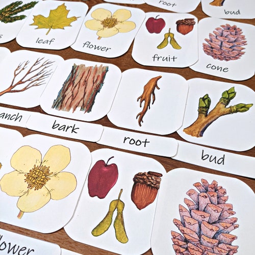 Parts of a Tree Three-part Cards: Montessori-style Flashcards - Etsy