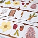 Parts of a Tree Three-part Cards: Montessori Watercolor Flashcards (PDF ...
