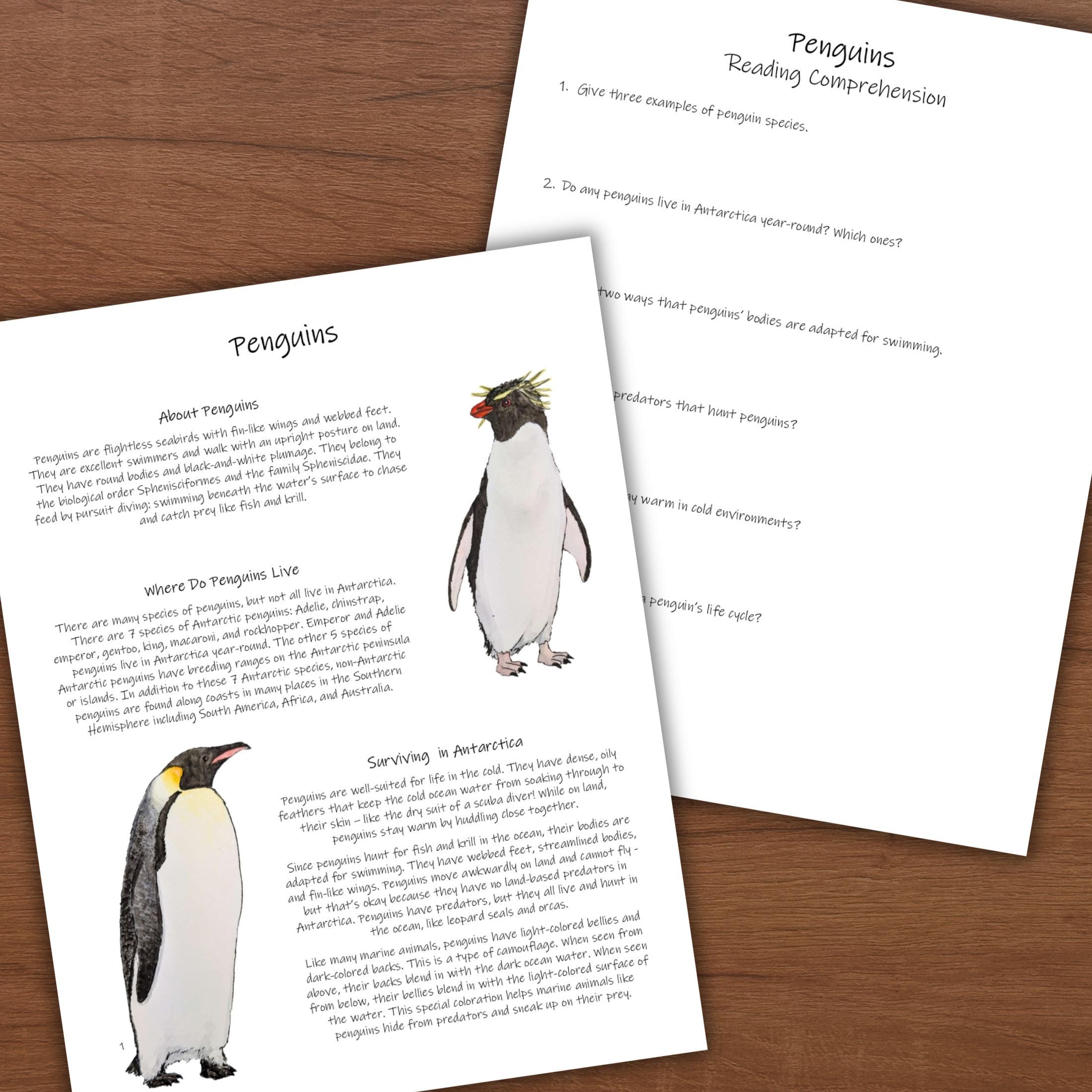 Penguin Mini Study: Life Cycle, Anatomy, Types of Penguins, and More ...