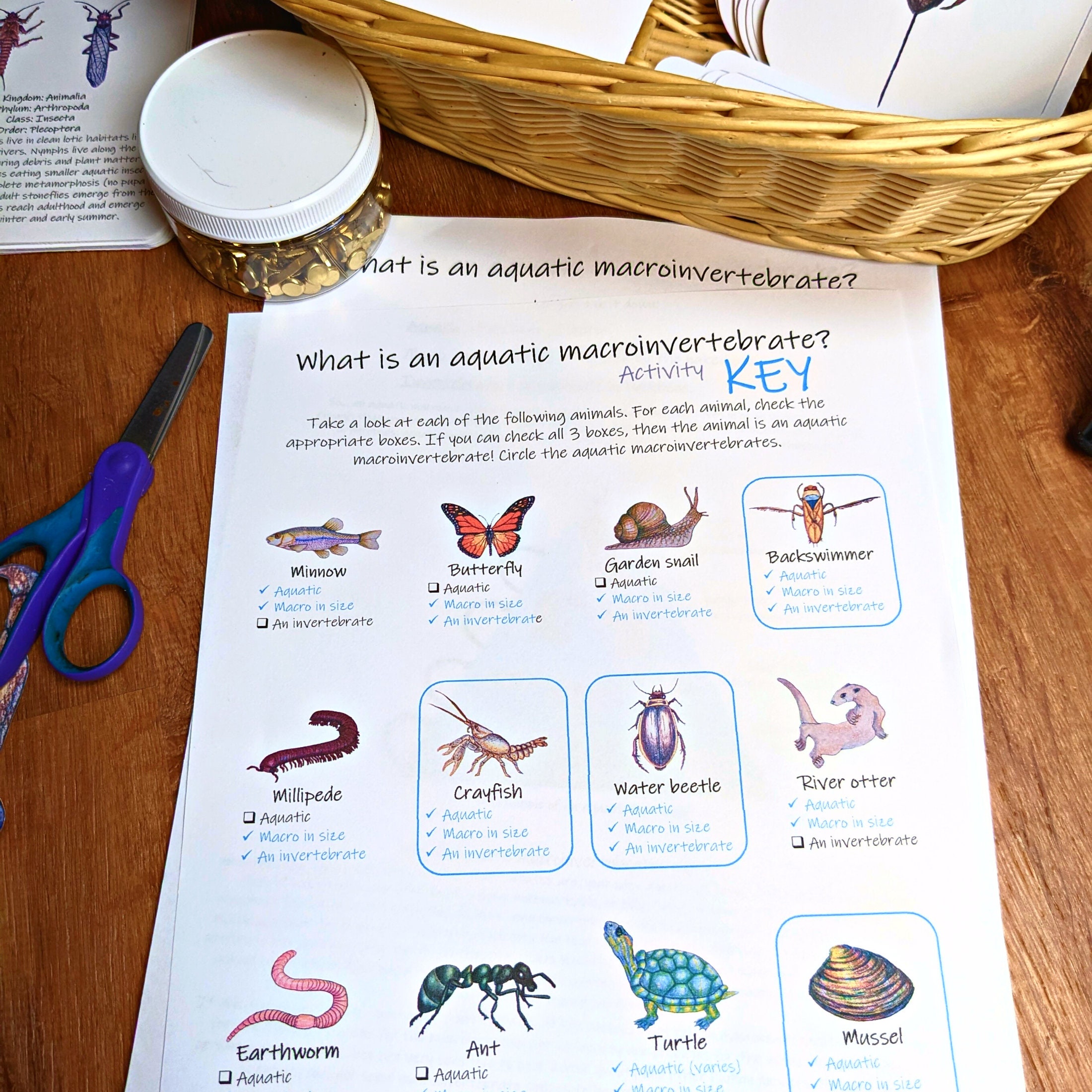 Aquatic Macroinvertebrates Mini Study: Elementary School - Etsy