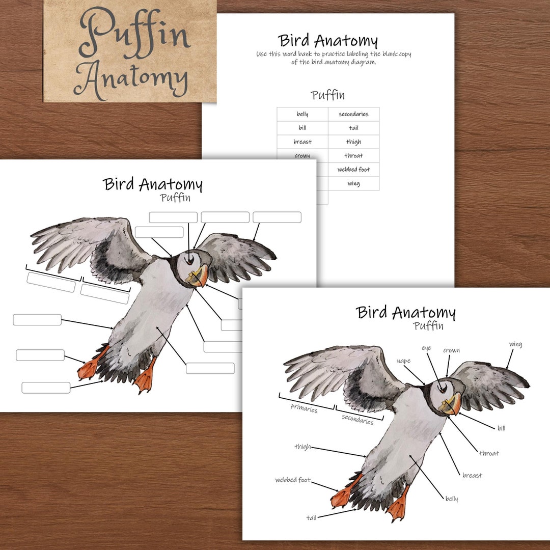 Puffin Anatomy: Labeled and Unlabeled Diagrams Plus Word Bank ...