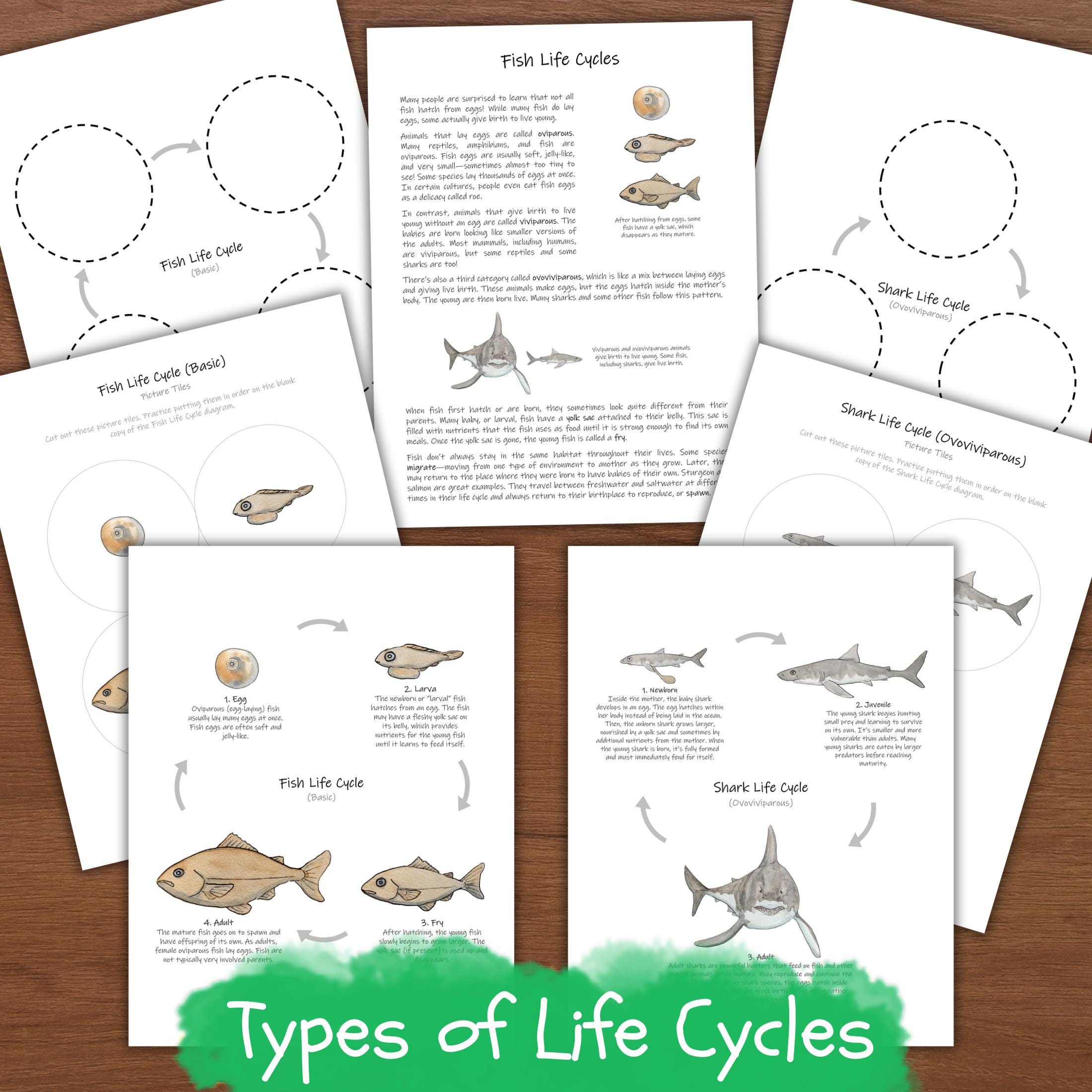 Fish Unit: Printable Handouts, Flashcards, & Activities (PDF Download ...