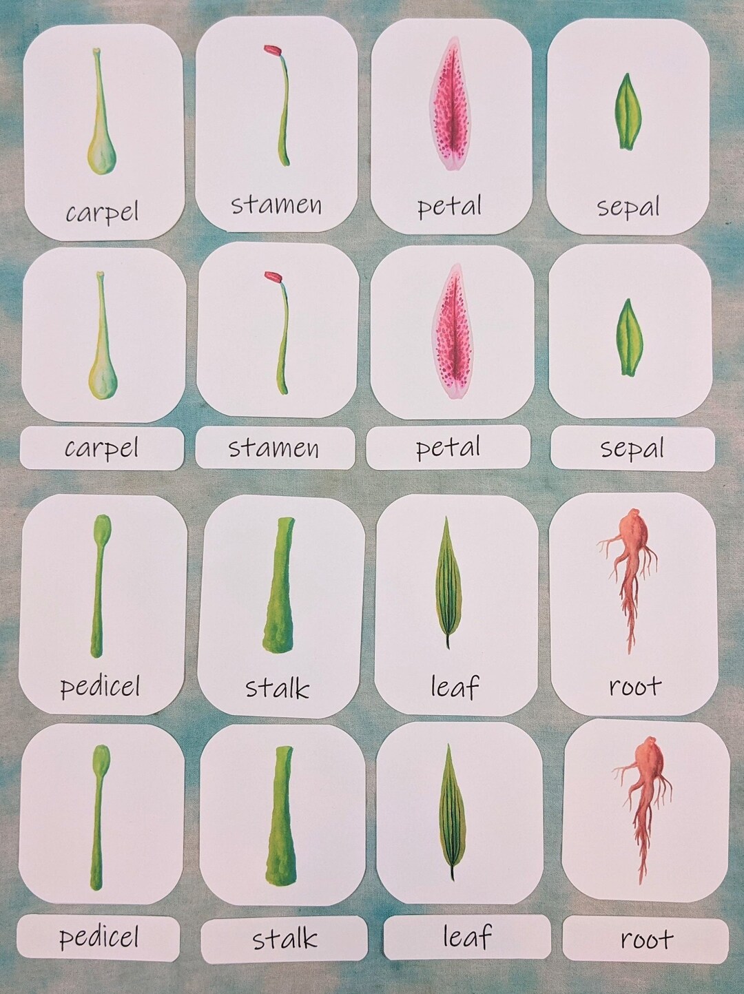 Parts of a Plant: Three-part Cards, Montessori-style Flashcards, Forest ...