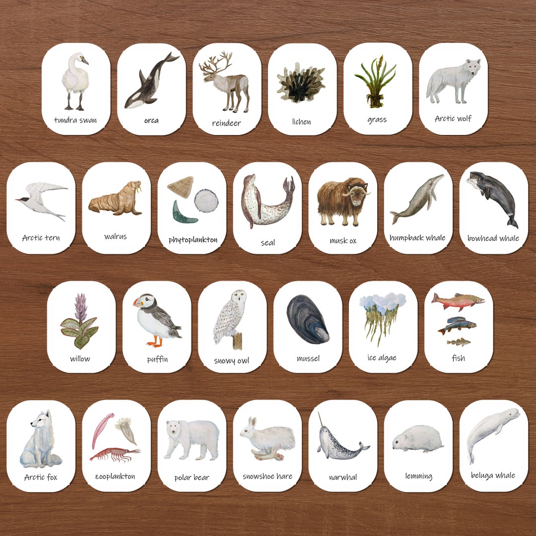Arctic 3-part Cards: Nomenclature Cards, Arctic Animals, Ecology ...