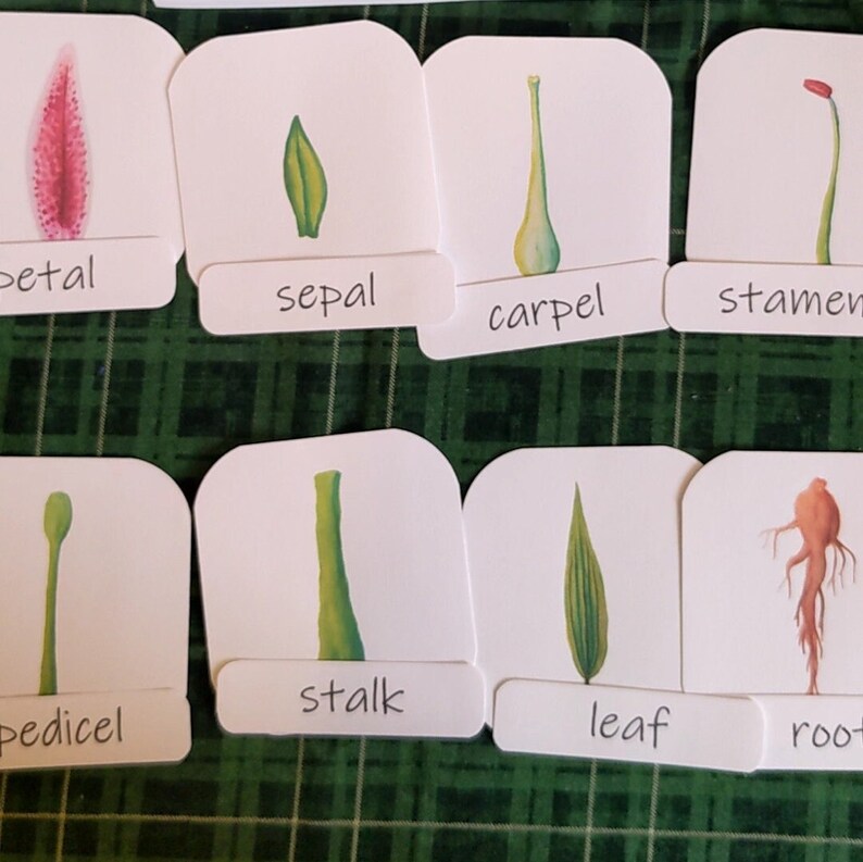 Parts of a Plant Three-part Cards: Montessori-style - Etsy