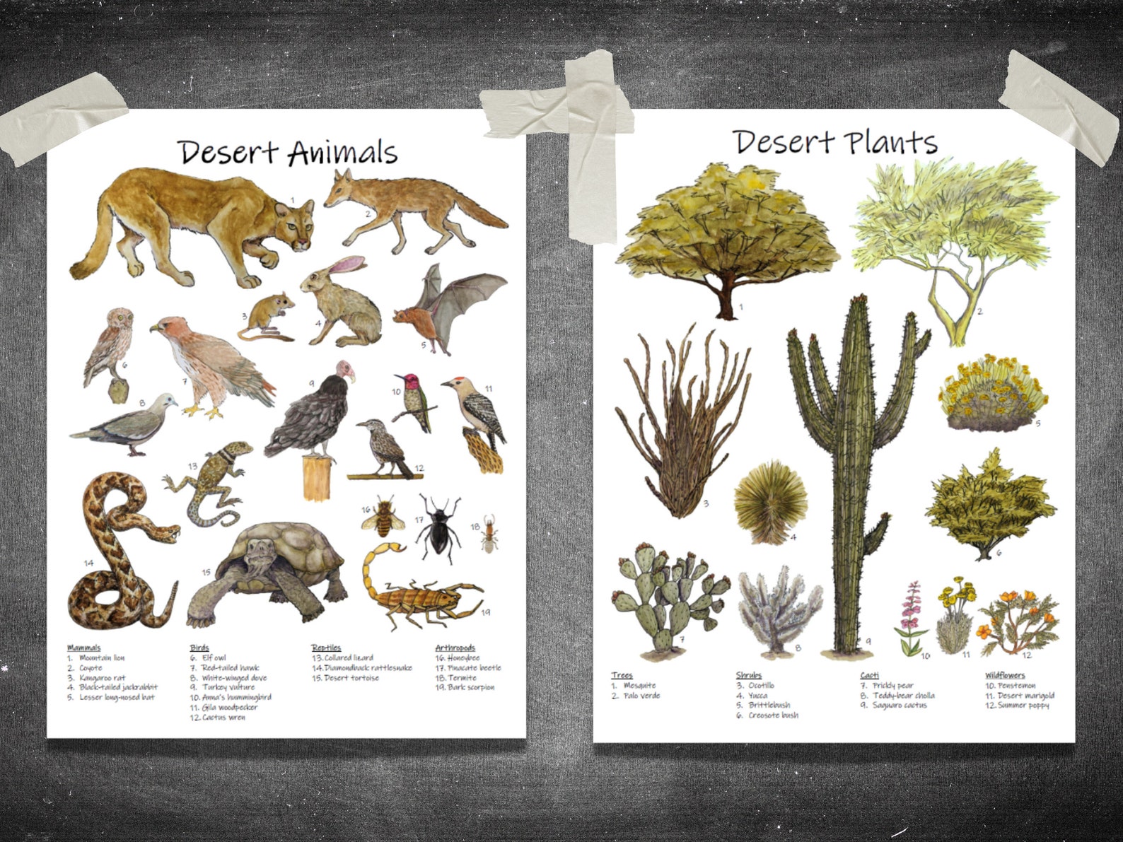 Desert Animals and Desert Plants: Classroom Poster Set, Homeschool ...