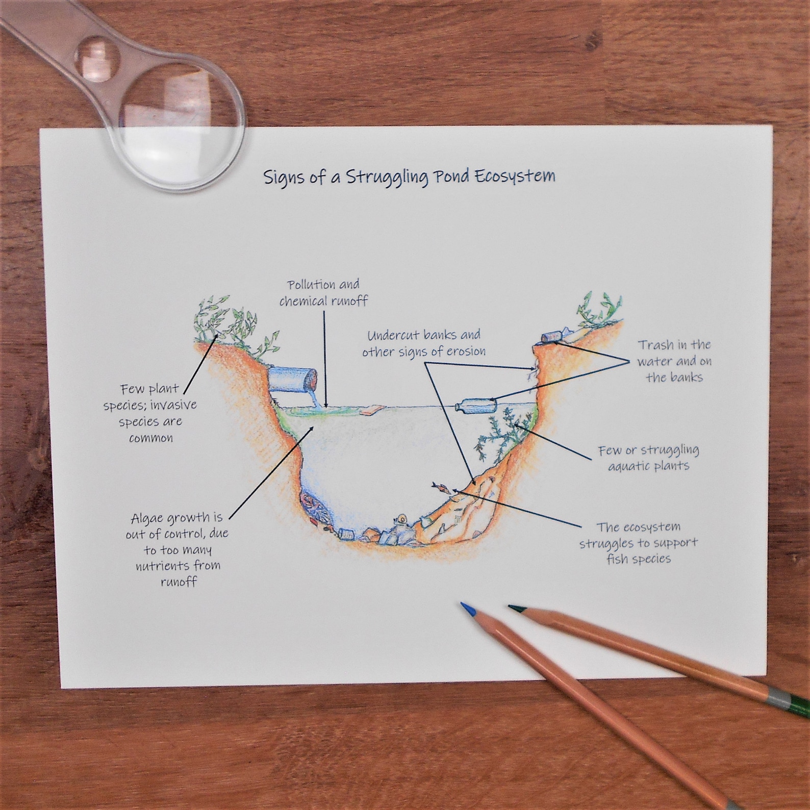 Pond Ecosystem Mini Study: Science Activities, Worksheets for Classroom ...