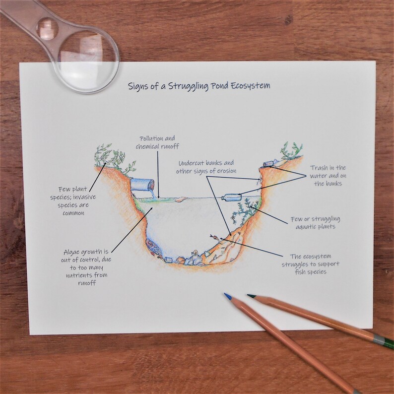Pond Ecosystem Mini Study: Science Activities and Worksheets - Etsy