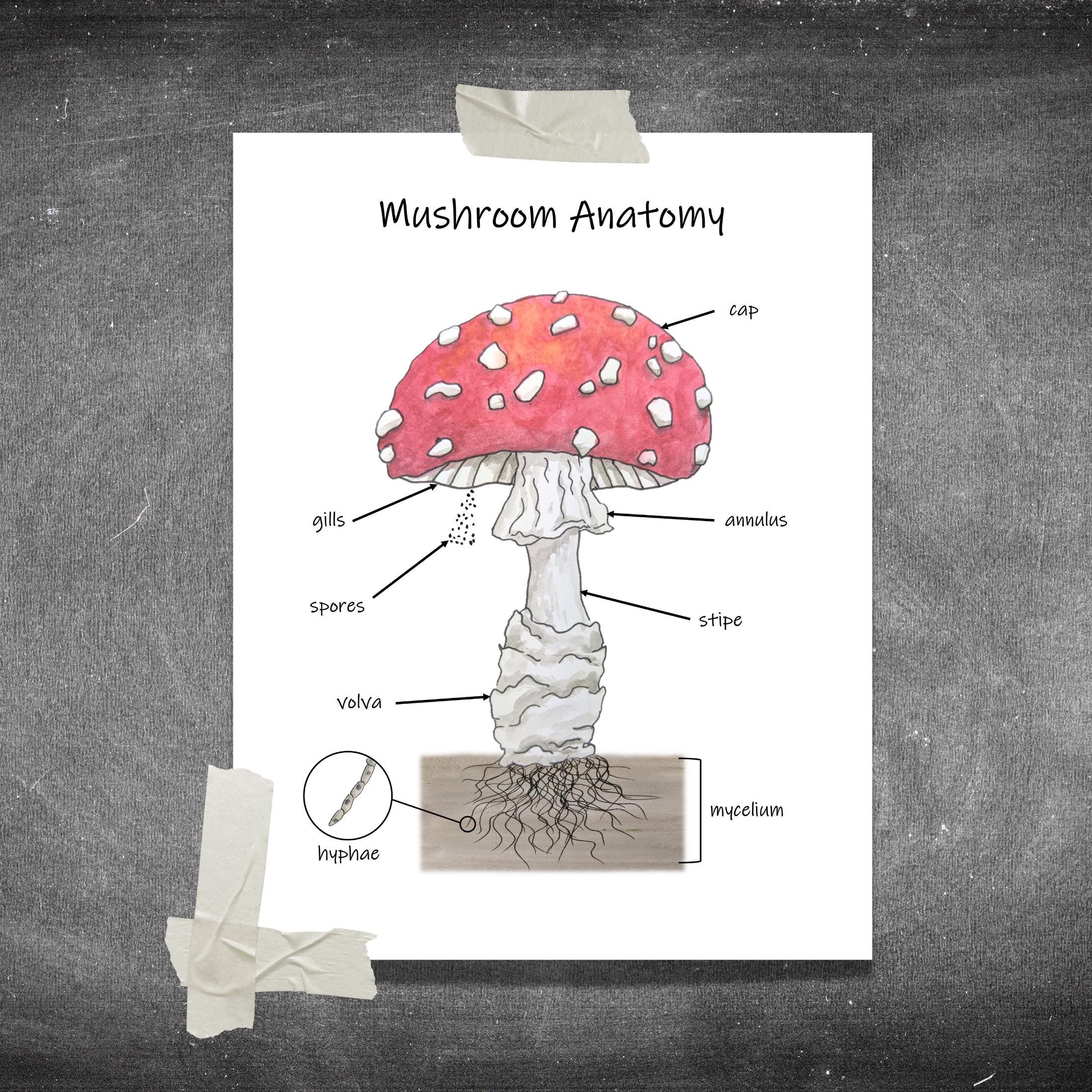 Mushroom Anatomy: Printable Labeled & Unlabeled Diagrams With Parts of ...