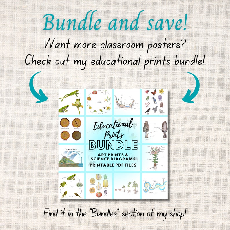 Forest Succession Watercolor Print: Classroom Ecology Poster (PDF ...