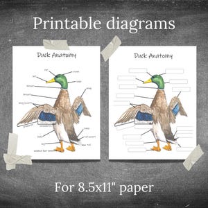 Duck Anatomy: Printable Labeled & Unlabeled Diagrams With Parts of a ...