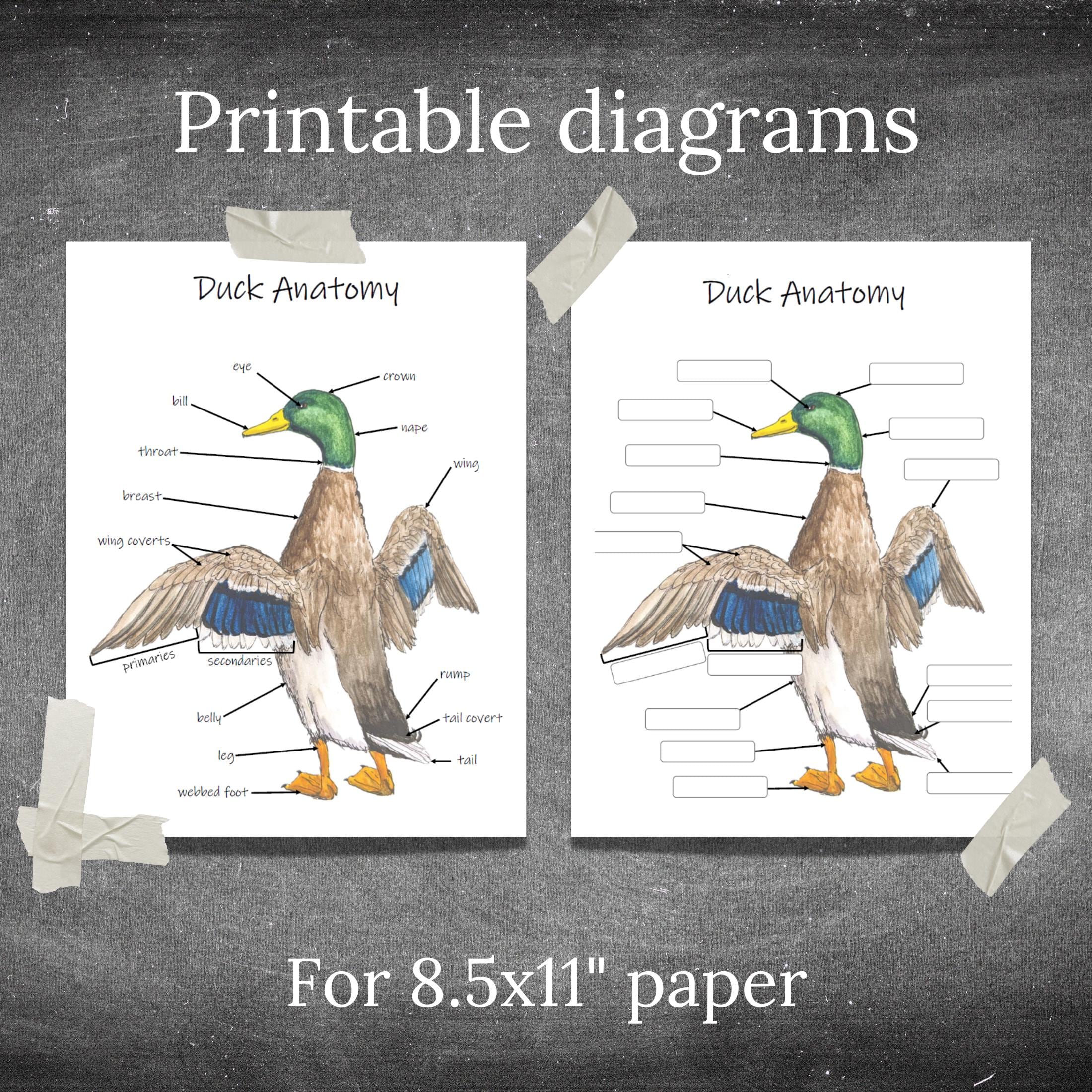 Diagrama De Anatomía Del Pato