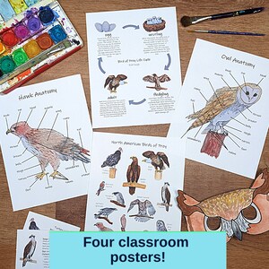 Birds of Prey: the Ultimate Raptors Unit Study! Nature Study ...