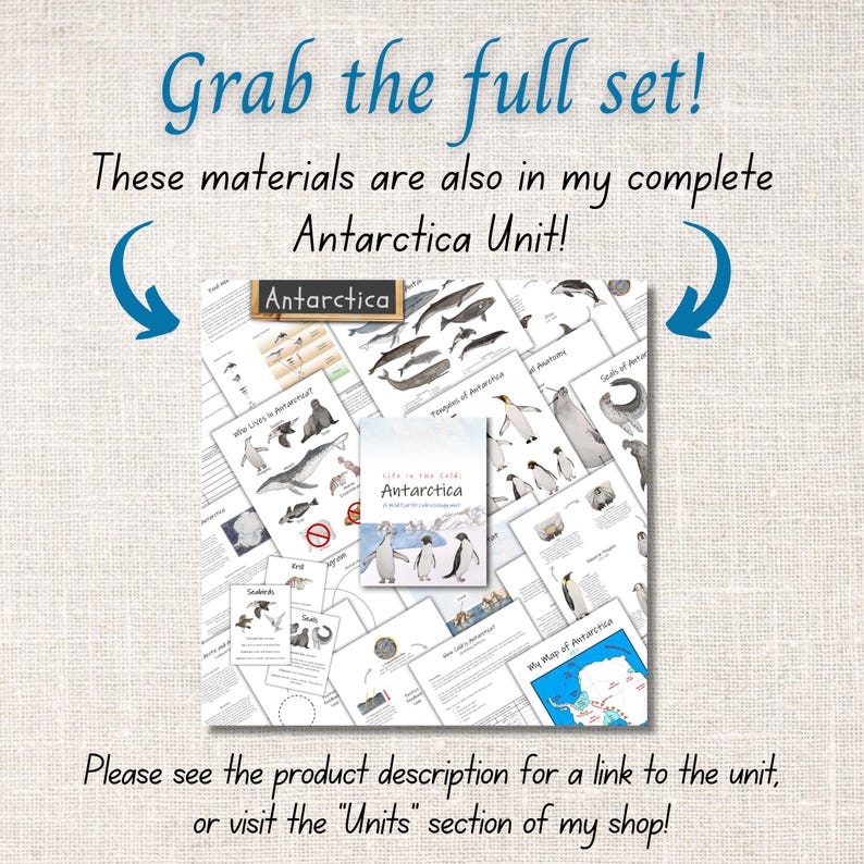 Antarctic Food Web Activity: Printable Materials for Homeschooling and ...