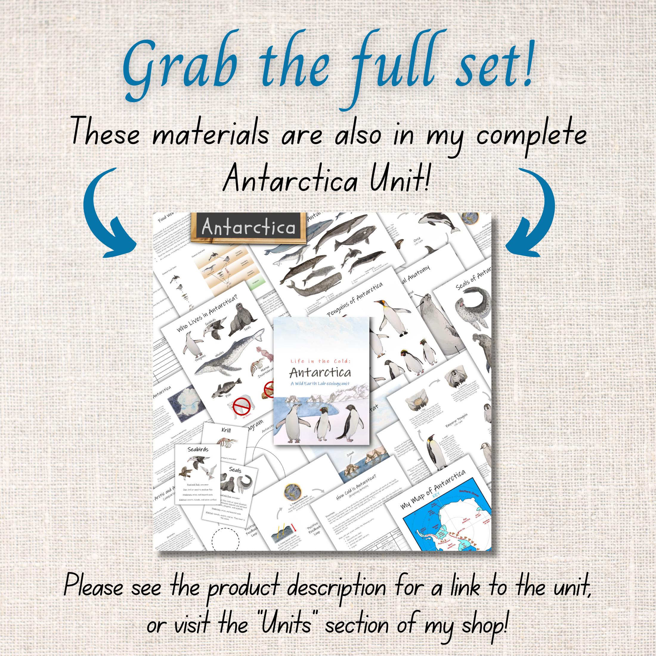 Penguin Mini Study: Life Cycle, Anatomy, Types of Penguins, and More ...