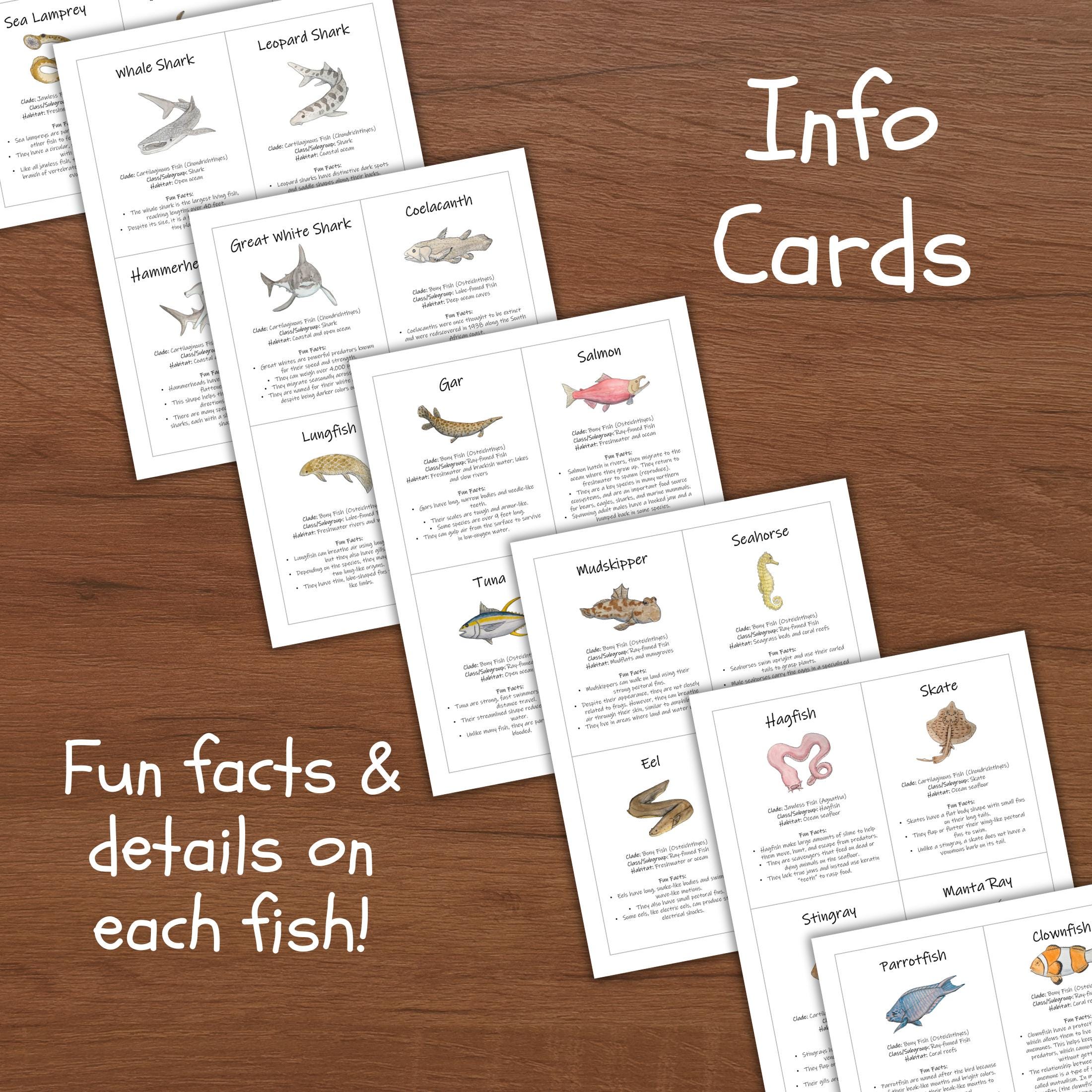 Fish Unit: Printable Handouts, Flashcards, & Activities (PDF Download ...