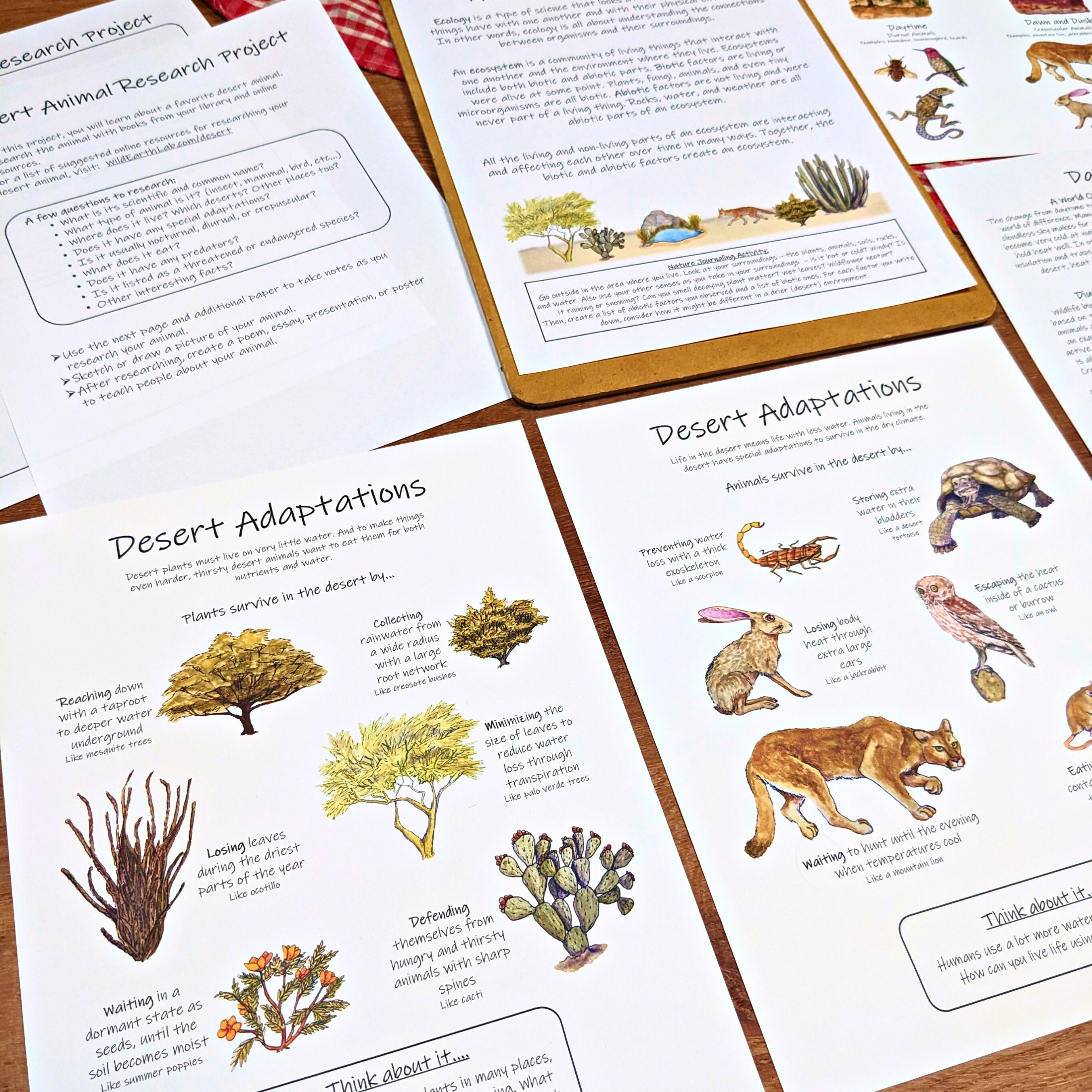 Desert Ecosystem Project