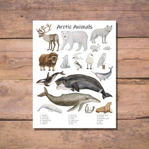 Arctic Animals Poster: With 18 Watercolor Animals for Classroom or ...