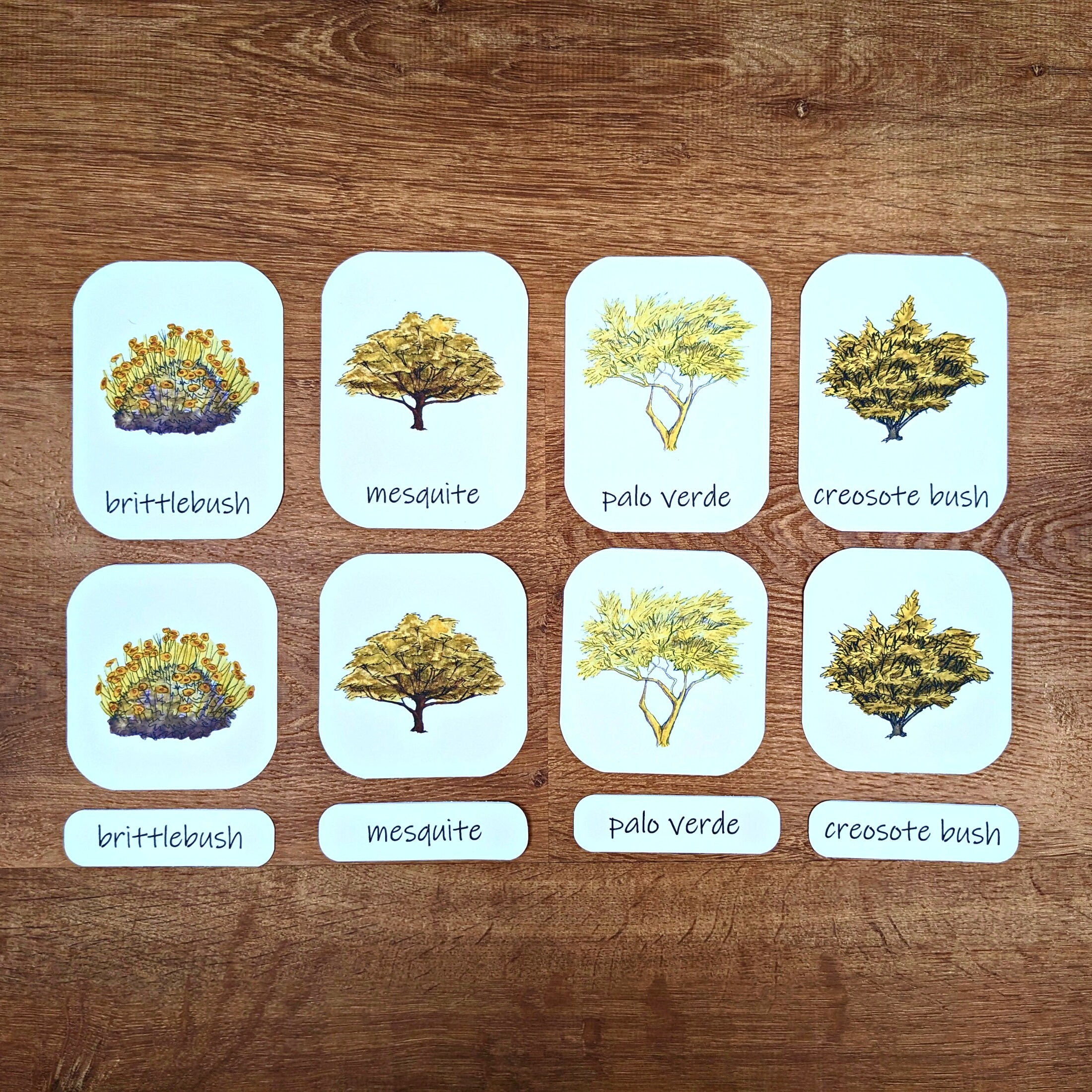 Desert Animals & Plants Three-part Cards: Montessori-style Flashcards ...
